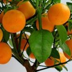 Sadnice Drena - Proizvodnja i prodaja kalemljenih sadnica voca