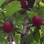 Sadnice Drena - Proizvodnja i prodaja kalemljenih sadnica voca