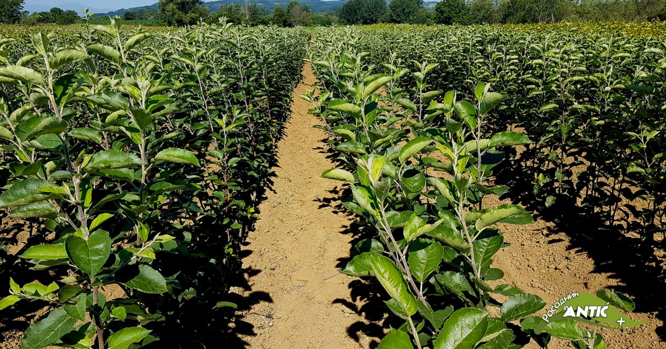 O nama - Vocne sadnice rasadnik Antic Plus - Ljubava