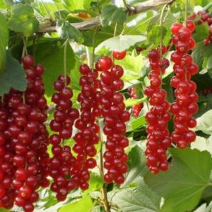 Sadnice ribizle - Vocne sadnice - Rasadnik Antic Plus