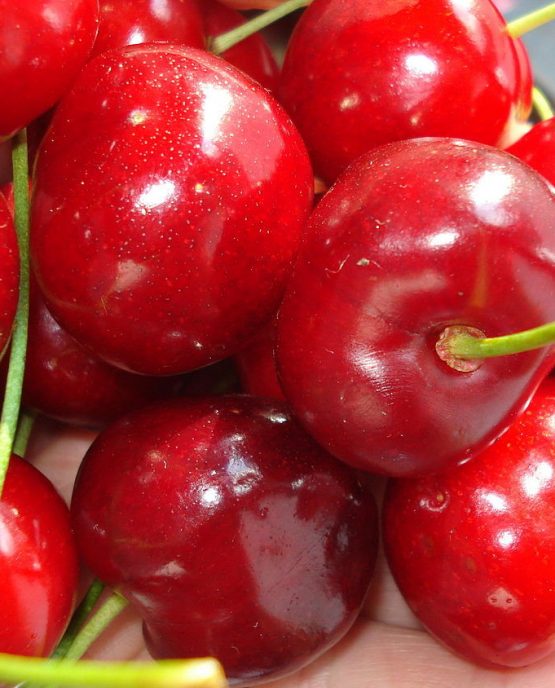 Sadnice tresnje - Vocne sadnice - Prodaja - rasadnik Antic Plus