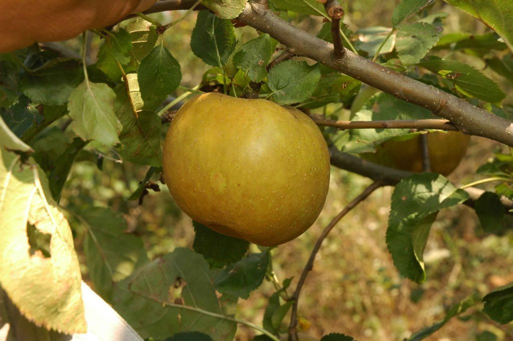 Stare sorte sadnice jabuke - Vocne sadnice - Rasadnik Antic Plus